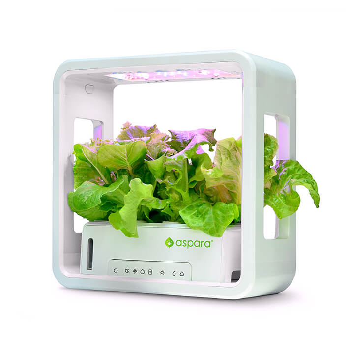 Little Scientist – aspara® Life Science Kit (Suitable for 3＋) - growgreen